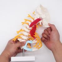 China Students Study Anatomical Skeleton Model Cervical Spine Bone ODM for sale