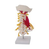 China Students Study Anatomical Skeleton Model Cervical Spine Bone ODM for sale