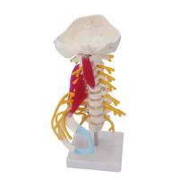 China Students Study Anatomical Skeleton Model Cervical Spine Bone ODM for sale