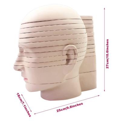 China horizontale sectie van de hersenzenuwfunctie medische hersentomografie 12-snips hoofd anatomisch model Te koop