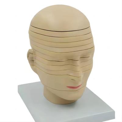 China horizontale sectie van de hersenzenuwfunctie medische hersentomografie 12-snips hoofd anatomisch model Te koop