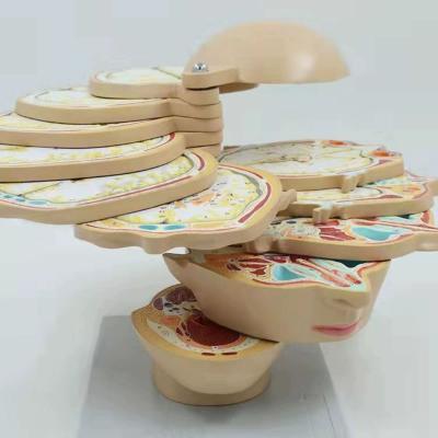 China horizontale sectie van de hersenzenuwfunctie medische hersentomografie 12-snips hoofd anatomisch model Te koop