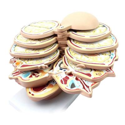 China horizontale sectie van de hersenzenuwfunctie medische hersentomografie 12-snips hoofd anatomisch model Te koop
