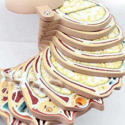 China horizontale sectie van de hersenzenuwfunctie medische hersentomografie 12-snips hoofd anatomisch model Te koop