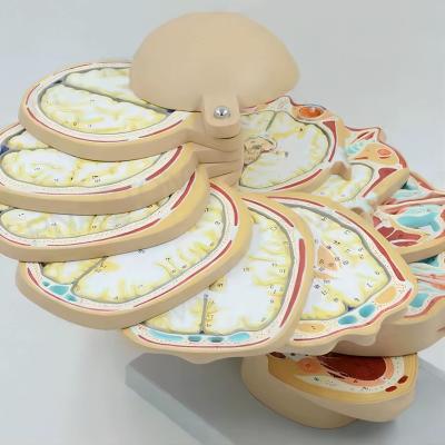 China secção horizontal da função do nervo cerebral tomografia cerebral médica modelo anatômico de cabeça de 12 fatias à venda