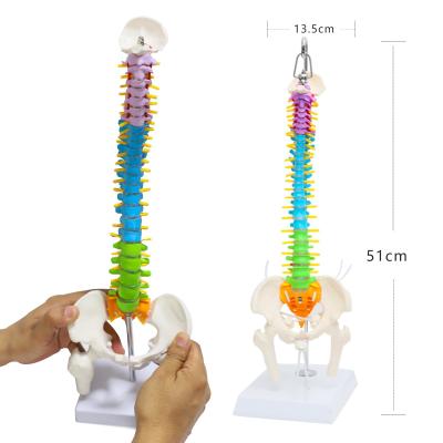 Cina Femore flessibile e osso pelvico Anatomia della colonna vertebrale Vertebre Nervi Arterie in vendita