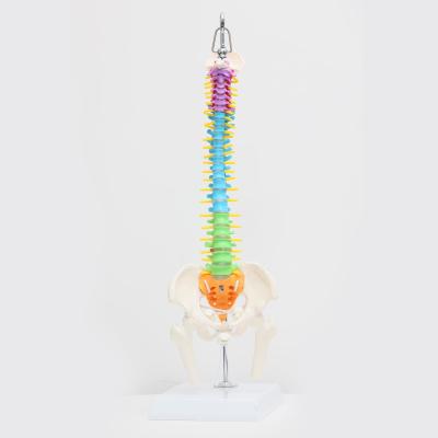 Cina Femore flessibile e osso pelvico Anatomia della colonna vertebrale Vertebre Nervi Arterie in vendita