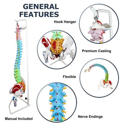 Cina Femore flessibile e osso pelvico Anatomia della colonna vertebrale Vertebre Nervi Arterie in vendita