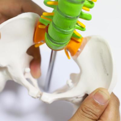 Cina Femore flessibile e osso pelvico Anatomia della colonna vertebrale Vertebre Nervi Arterie in vendita