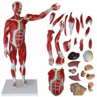 China ODM Muscle Anatomical Skeleton Model Environmentally Friendly for sale