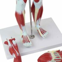 China ODM Muscle Anatomical Skeleton Model Environmentally Friendly for sale
