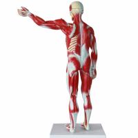 China ODM Muscle Anatomical Skeleton Model Environmentally Friendly for sale