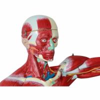 China ODM Muscle Anatomical Skeleton Model Environmentally Friendly for sale