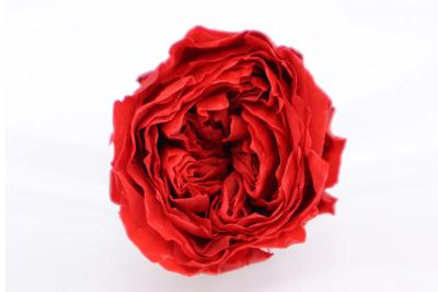 Cina 4-5cm  Austin Flower Rose Head Preserved Long Lasting Eternal Rose For Wedding Decoration in vendita