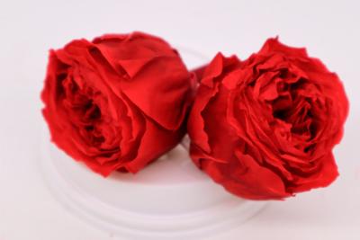 Cina 4-5cm  Austin Flower Rose Head Preserved Long Lasting Eternal Rose For Wedding Decoration in vendita