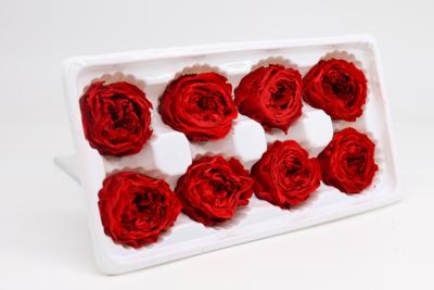 Cina 4-5cm  Austin Flower Rose Head Preserved Long Lasting Eternal Rose For Wedding Decoration in vendita