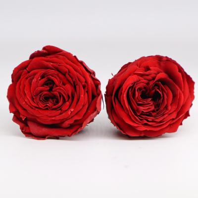 Cina Preserved austin rose flower rose head Valentines wedding ladies gift in vendita
