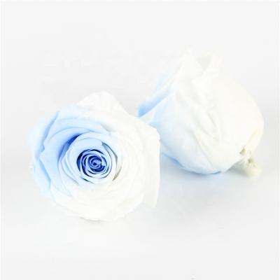 China Rosa preservada colorida bonita dirige elegante para a decoração home à venda