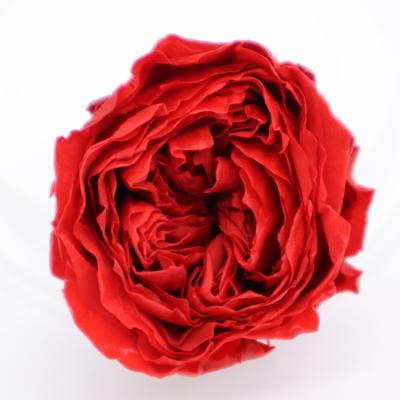 Cina La cupola conservata duratura di Rosa, lusso di 4-5cm ha conservato le rose in Austin in vendita