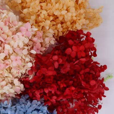 China Het mooie multicolored Bewaarde het Boeket In het groot Bewaarde Gebladerte van de Bloemhydrangea hortensia bewaarde Groot Blad Te koop
