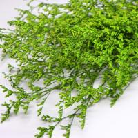 China Beautiful Preserving Eucalyptus Foliage Dry Desmodium For Craft for sale