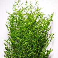 China Beautiful Preserving Eucalyptus Foliage Dry Desmodium For Craft for sale