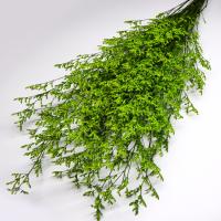 China Beautiful Preserving Eucalyptus Foliage Dry Desmodium For Craft for sale