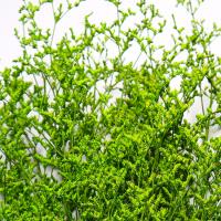China Beautiful Preserving Eucalyptus Foliage Dry Desmodium For Craft for sale