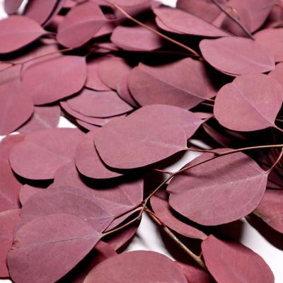 Cina Le foglie secche reali molli dell'eucalyptus possono durare 3-5 anni per la decorazione in vendita