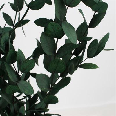 Cina Pianta secca artificiale dell'eucalyptus, eucalyptus conservato del dollaro d'argento in vendita