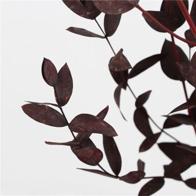 Cina Pianta secca artificiale dell'eucalyptus, eucalyptus conservato del dollaro d'argento in vendita