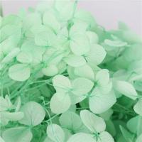 China Multi Colors A Grade Preserved Hydrangea Flowers For Creative Gift for sale