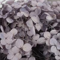 China Multi Colors A Grade Preserved Hydrangea Flowers For Creative Gift for sale