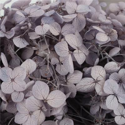 Cina I multi colori un grado hanno conservato i fiori dell'ortensia per il regalo creativo in vendita