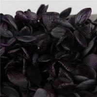 China Decorative Wall Natural Touch Preserved Hydrangea Color Chart Available for sale