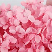 China Decorative Wall Natural Touch Preserved Hydrangea Color Chart Available for sale