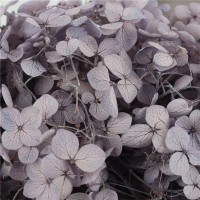 Cina Ortensia conservata eterna 3-5 anni del fiore colore di vita di multi per cerimonia in vendita