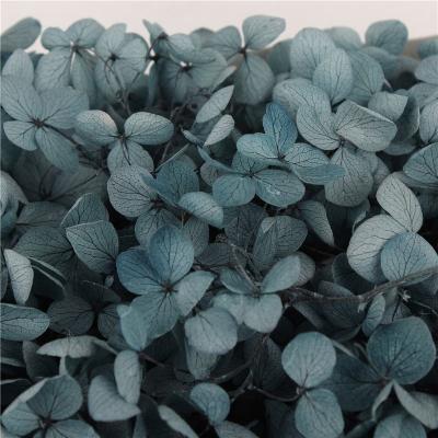 Cina Ortensia conservata eterna 3-5 anni del fiore colore di vita di multi per cerimonia in vendita