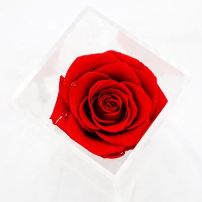 Cina Bello fiore conservato variopinto di Rosa per la decorazione dell'interno domestica in vendita