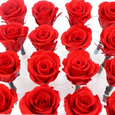 China Bewaard rood nam Bloem brengt Zacht en Gevoelig Detail voor Verjaardagsgift toe Te koop