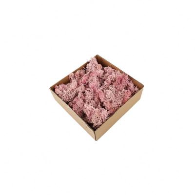 中国 多色は自然なコケの安全で、無害な原料を維持しました 販売のため
