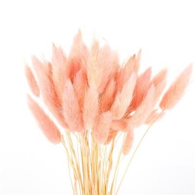 Cina Erba secca eterna su misura Lagurus Ovatus della coda del coniglio dei fiori di colore bella in vendita