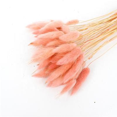 Cina Erba secca eterna su misura Lagurus Ovatus della coda del coniglio dei fiori di colore bella in vendita