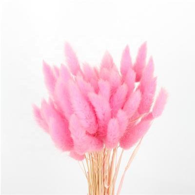 Cina Erba secca eterna su misura Lagurus Ovatus della coda del coniglio dei fiori di colore bella in vendita