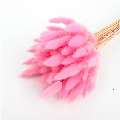 Cina Erba secca eterna su misura Lagurus Ovatus della coda del coniglio dei fiori di colore bella in vendita
