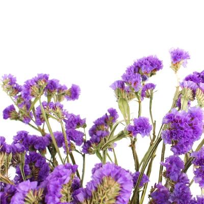 Cina Myosotis porpora brillantemente colorato del fiore del Limonium per la decorazione in vendita