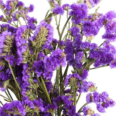Cina Myosotis porpora brillantemente colorato del fiore del Limonium per la decorazione in vendita