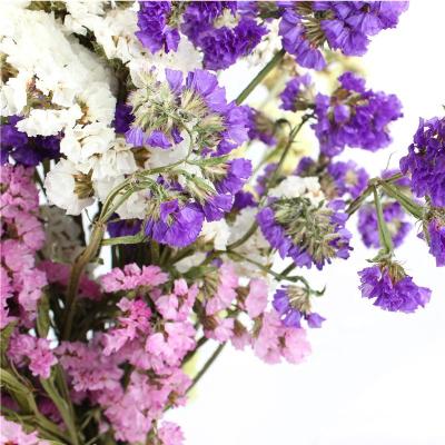 Cina Myosotis porpora brillantemente colorato del fiore del Limonium per la decorazione in vendita