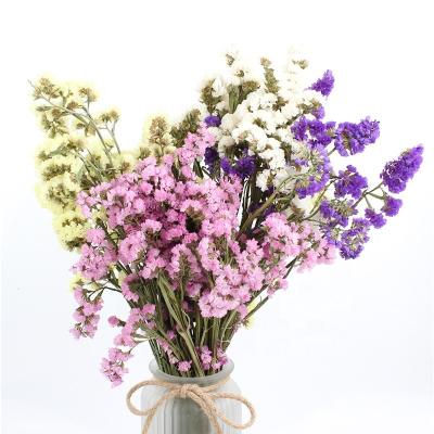 Cina Myosotis porpora brillantemente colorato del fiore del Limonium per la decorazione in vendita