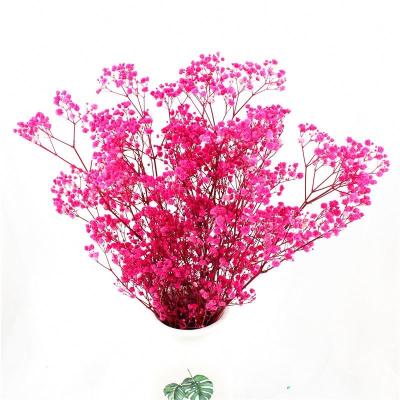Cina Erba di pampa secca naturale decorativa, erba di pampa conservata di conservazione fresca in vendita
